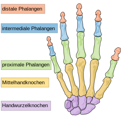 Sehnenerkrankungen der Hand - MVZ Wiesbaden